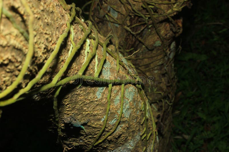 473 Parasitic Roots Stock Photos - Free & Royalty-Free Stock Photos ...