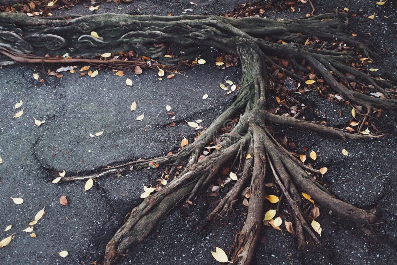 Roots on pavement stock image. Image of street, natural - 118849535