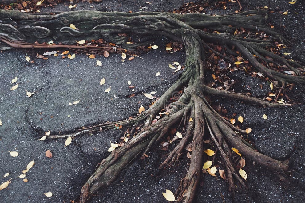 Roots on pavement stock image. Image of street, natural - 118849535