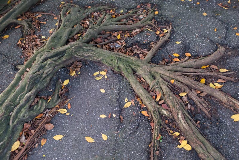 Roots on pavement stock image. Image of street, natural - 118849535