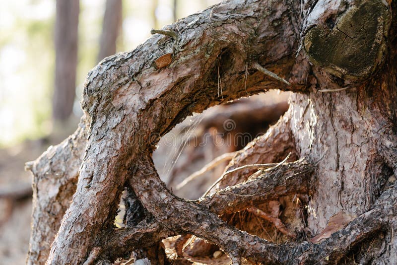 Roots of a Pine Tree Close Up Stock Photo - Image of abstract, bark ...