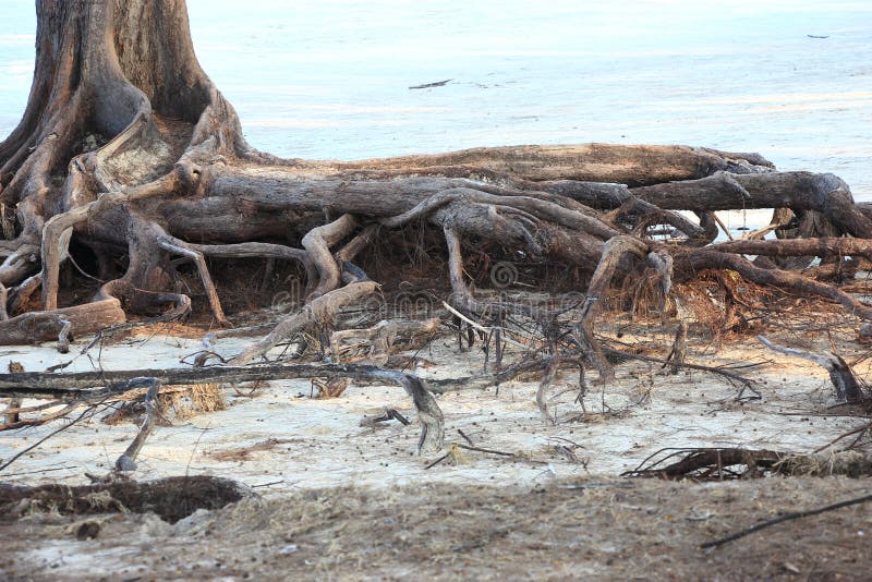 Pine Trees on the Beach that Have Been Eroded by the Sea Water Stock ...