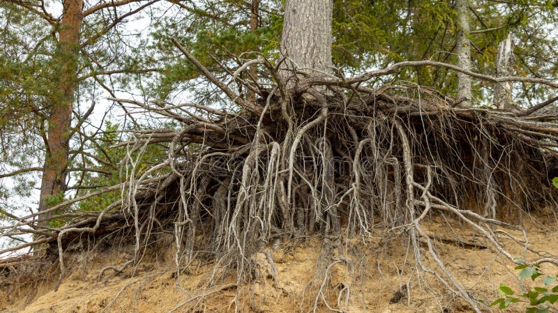 Florida Deforestation Stock Photos - Free & Royalty-Free Stock Photos ...