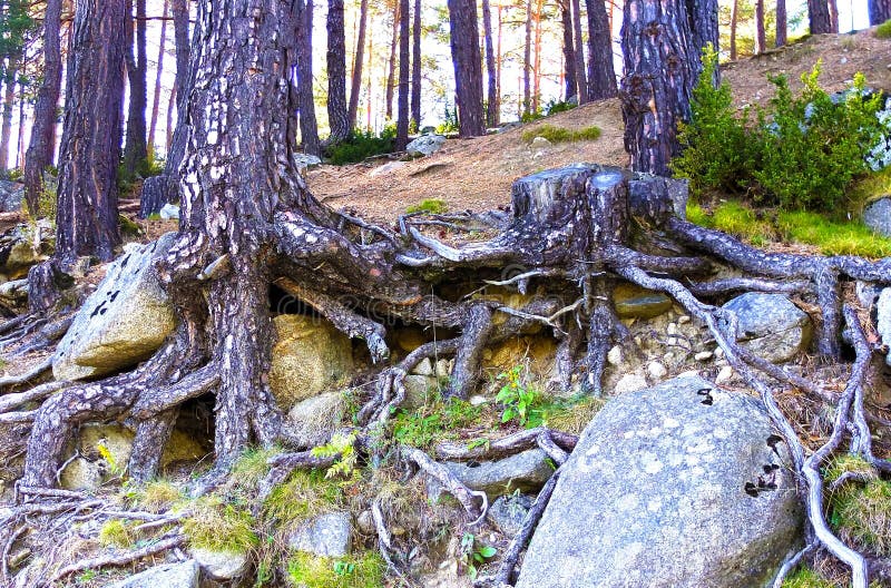 The Roots of Pine Trees, Intertwined with Large Stones on the Hillside ...
