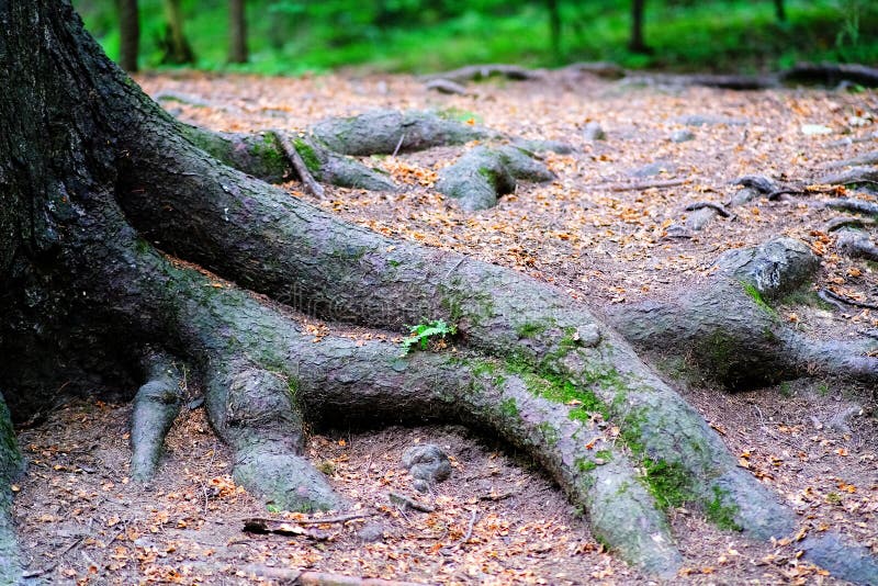 Tree Roots Sticking Out of the Ground. Rows of Trees in Park with Roots ...