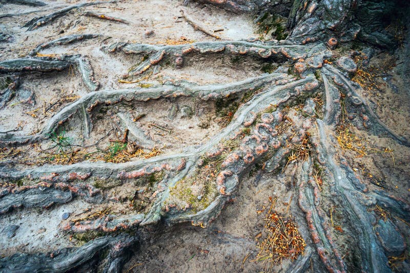 The Roots of the Pines on Earth S Surface Like Tentacles an Octopus ...