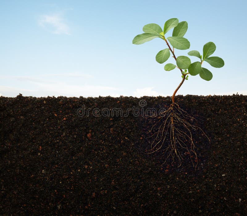 Plant with roots stock photo. Image of seedling, growth - 29063466