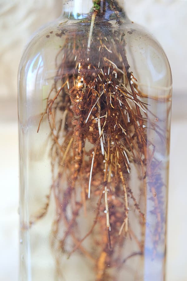Roots of a Plant in a Bottle of Water Stock Image - Image of freshness ...