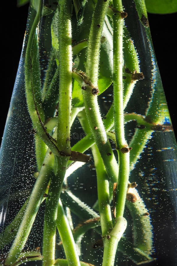 The root of the plant stock photo. Image of concept - 139137946