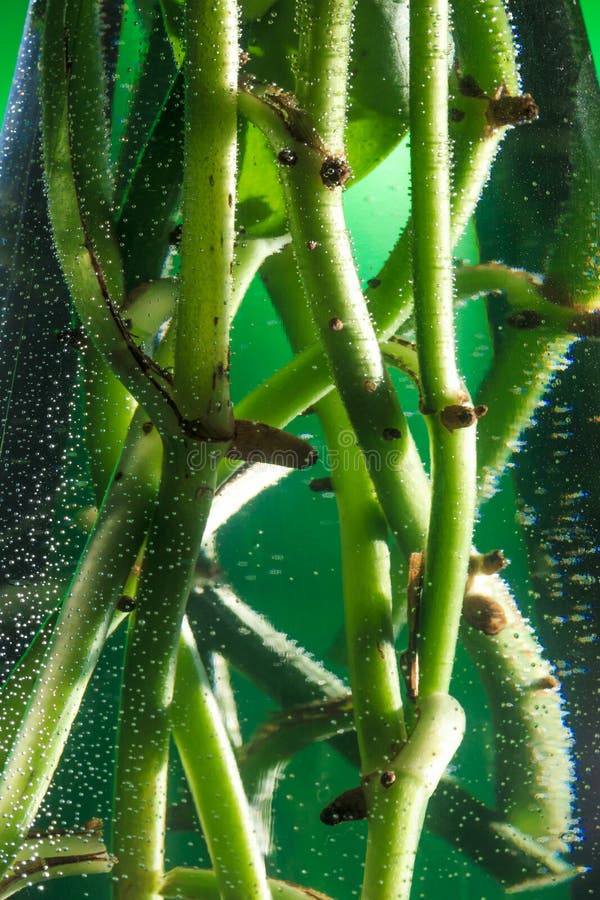 The root of the plant stock image. Image of natural - 139137957