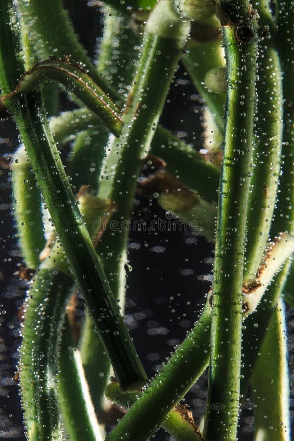 The root of the plant stock image. Image of outdoor - 139137963