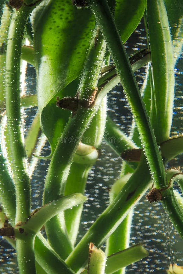 The root of the plant stock photo. Image of classics - 139138000