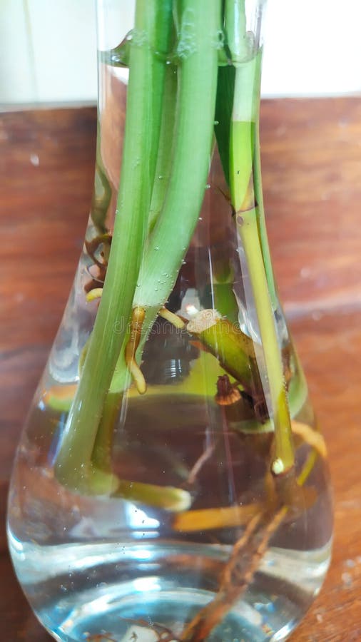 Roots of Plant with Propagation System Stock Photo - Image of roots ...