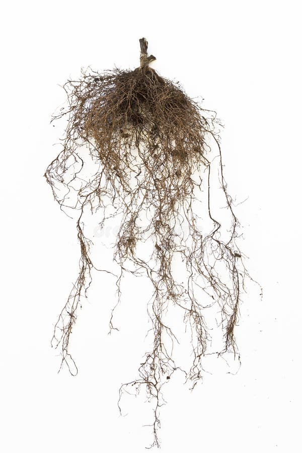 Roots plant stock image. Image of wood, outline, system - 123742751