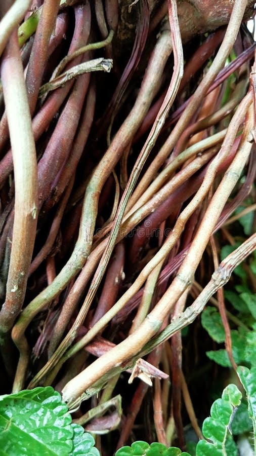 The roots plant stock image. Image of herb, flower, twig - 265643321