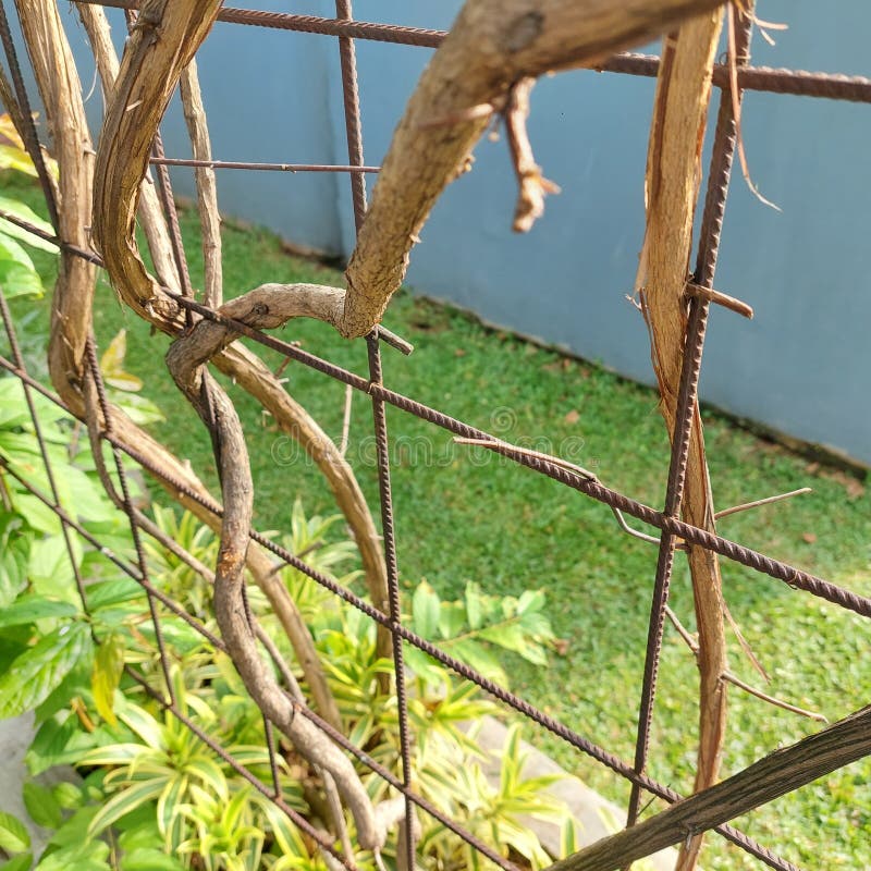 The Roots of Plants that Vine on the Wire Stock Photo - Image of wood ...