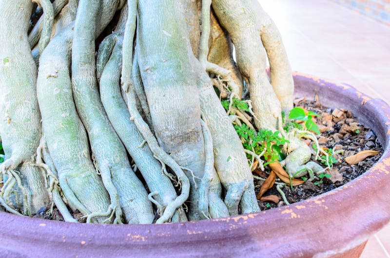 Roots in Pot stock photo. Image of nature, impala, growth - 60665076
