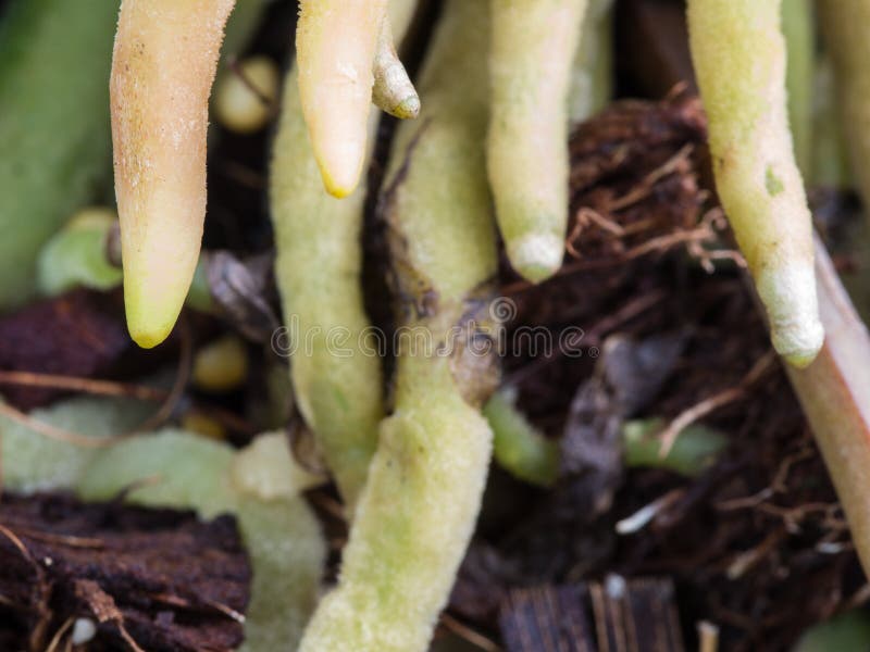 The Roots of Potted Anthurium Stock Photo - Image of plant, blooming ...
