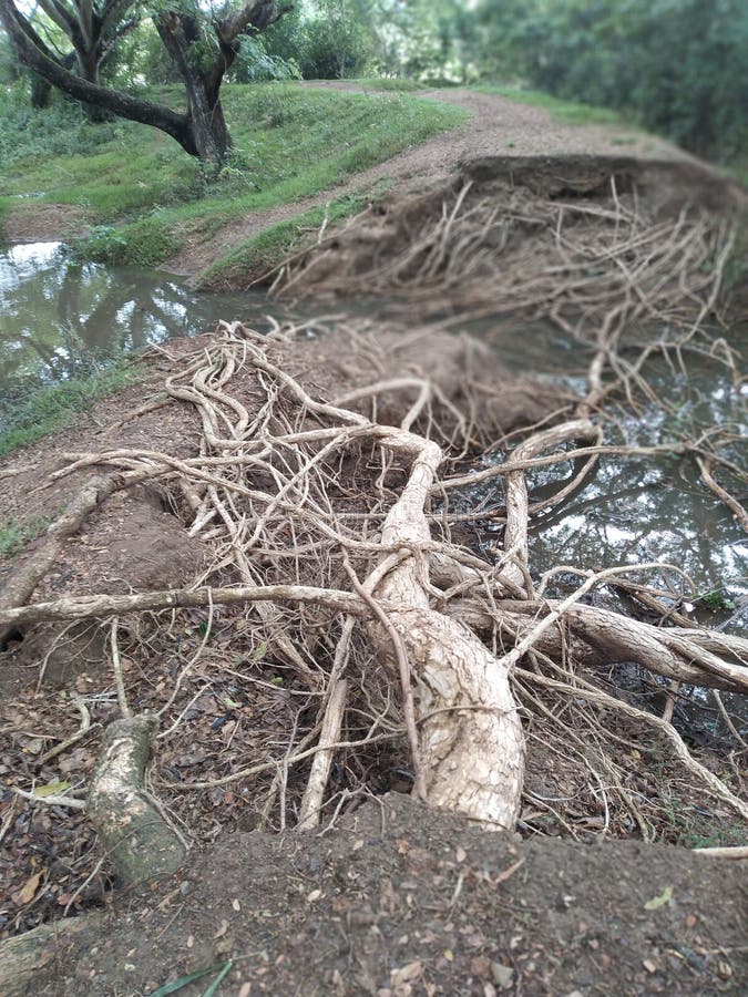 Roots- the power of nature stock photo. Image of trees - 252976658