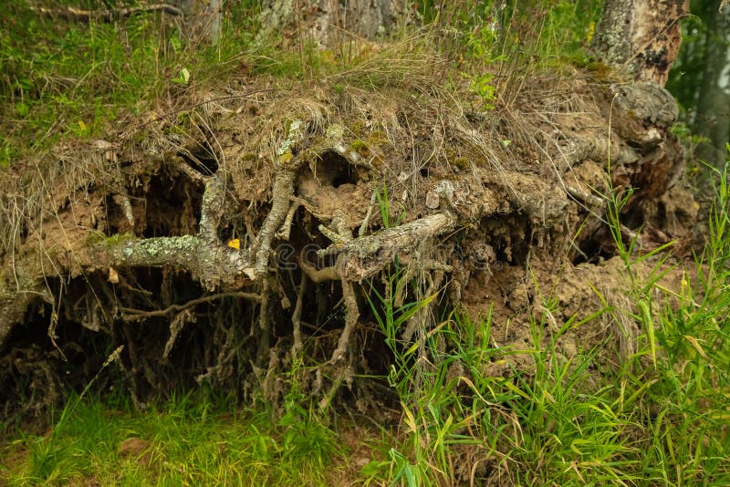 Roots of a Powerful Old Tree on the River Bank, Summer Forest Landscape ...