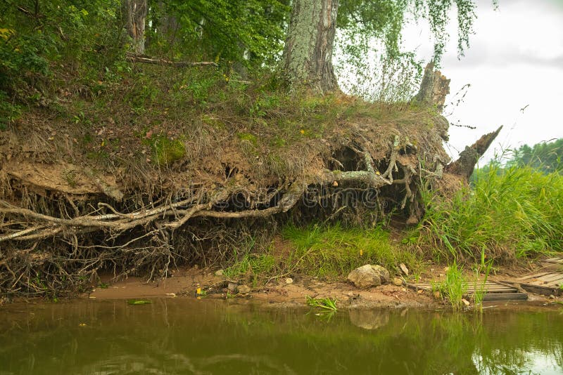 Roots of a Powerful Old Tree on the River Bank, Summer Forest Landscape ...