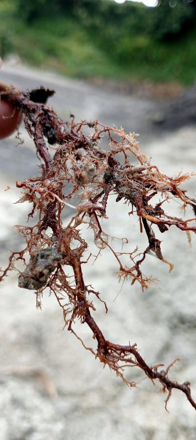 The Roots of a Rambutan Tree Seedling Stock Image - Image of seeds ...