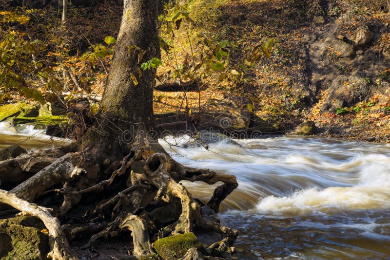Exposed Tree Roots by a Rushing Stream Stock Photo - Image of roots ...
