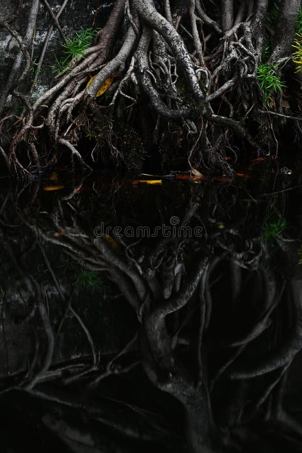 Roots that Reach into the Pool Stock Photo - Image of replenishment ...
