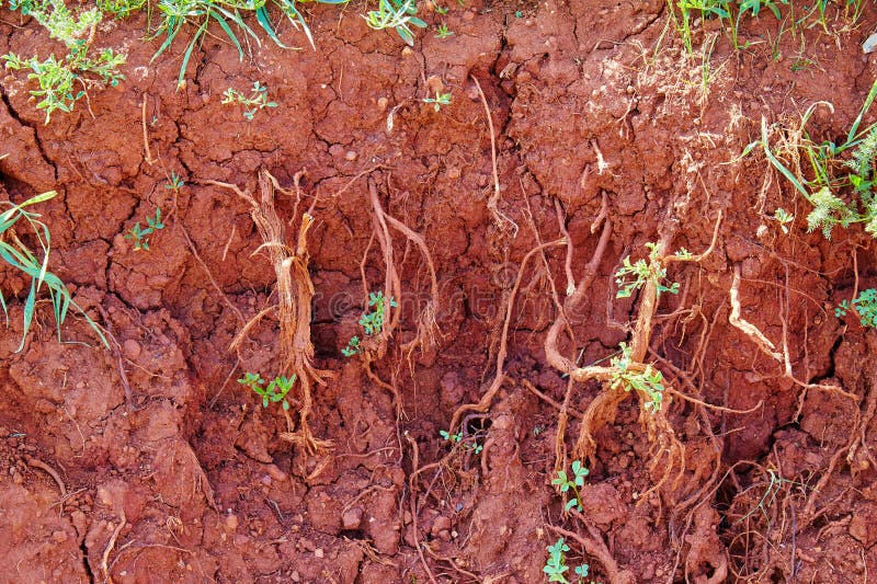 Roots in red clay stock photo. Image of grass, background - 73283590