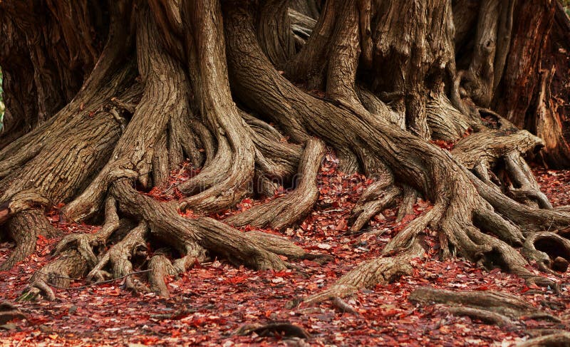Roots and red leaves stock photo. Image of season, horizontal - 49611240
