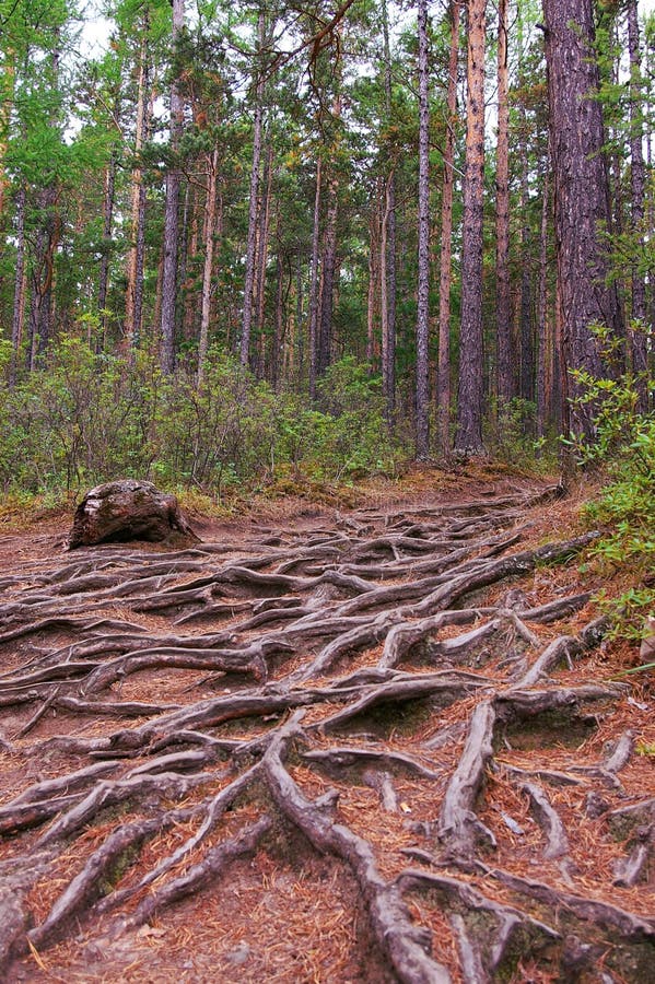 The Roots of the Red Pines on the Shore of Lake Baikal Stock Image ...