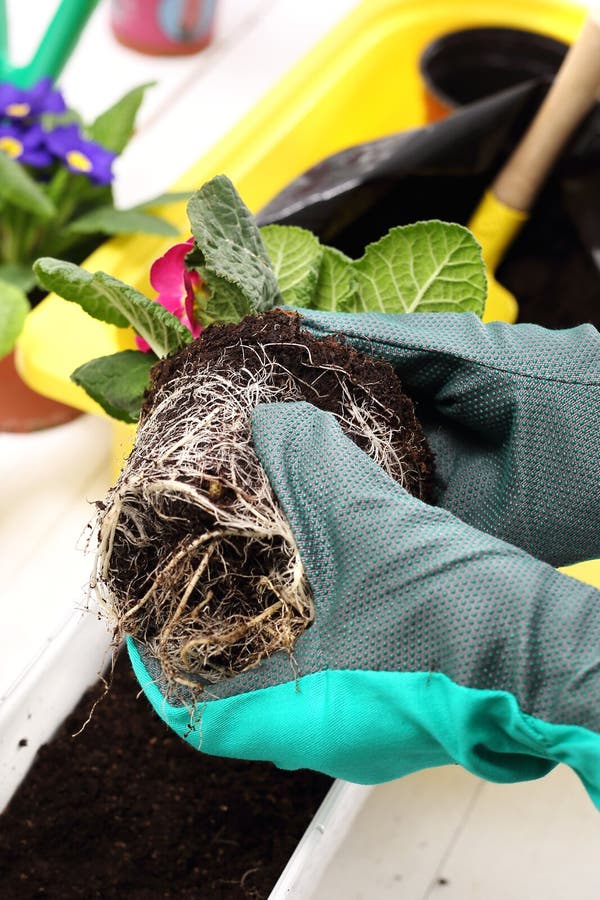 Roots, Repotting Houseplants Stock Image - Image of gloves, soil: 65712857