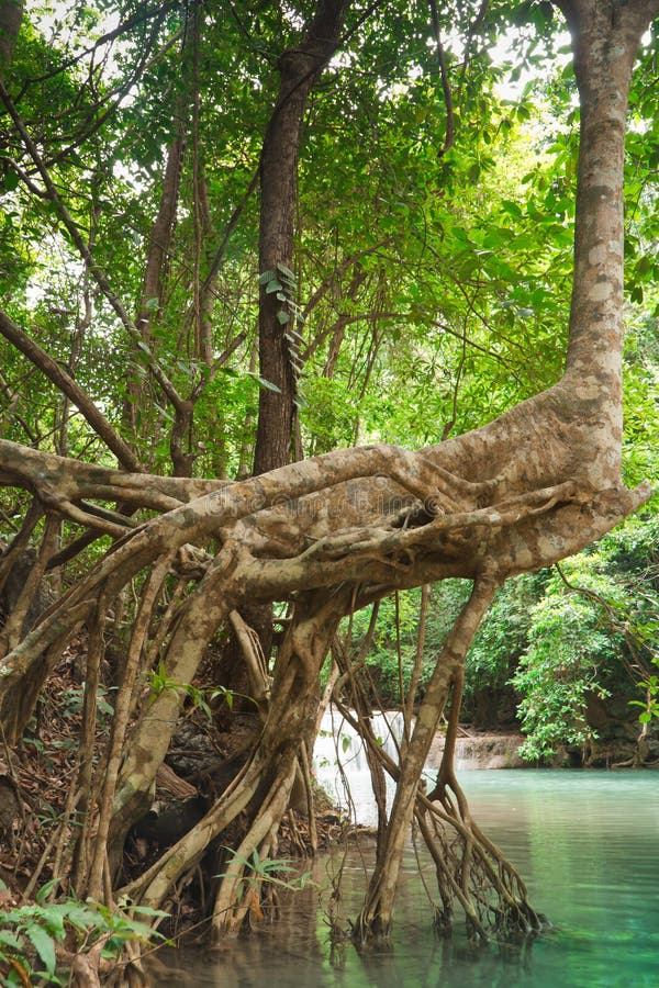 Roots by the river. stock image. Image of pure, clear - 26670133
