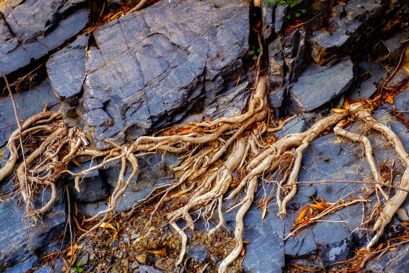 Roots on the rock stock photo. Image of branch, face - 111622522