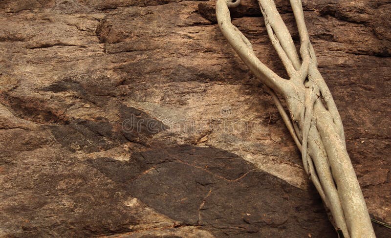 Tree roots on the rocks stock image. Image of hill, landscape - 92930867