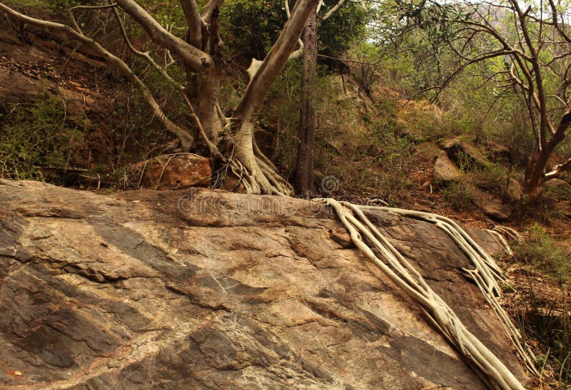 Tree roots on the rocks stock image. Image of hill, landscape - 92930867
