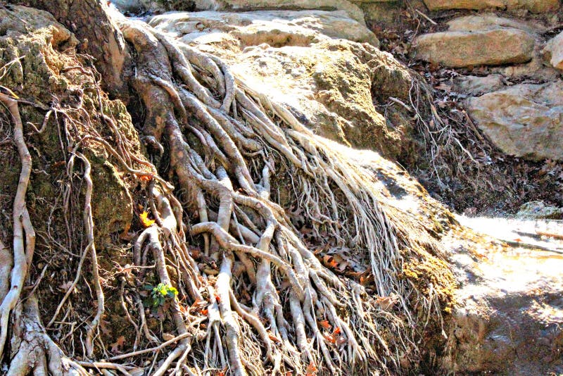 Roots run deep stock photo. Image of steaming, eroision - 109956896