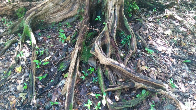 Roots of sacred tree ceiba stock photo. Image of roots - 138662814