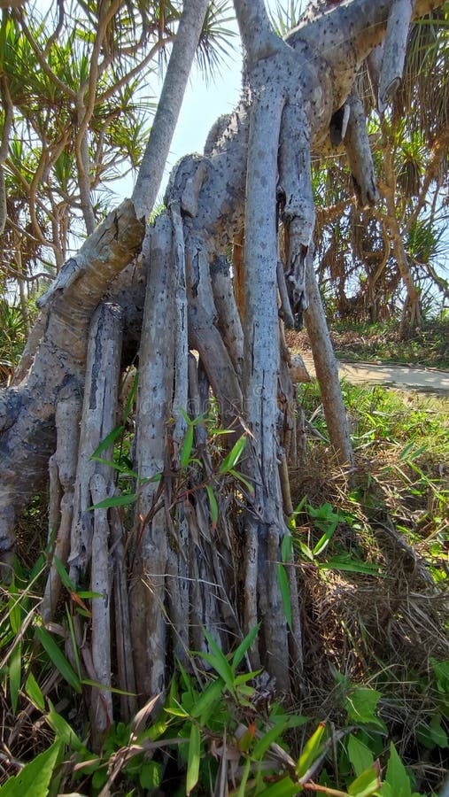 Roots of Sea Pandan, Sand Pandan or Thorn Pandan (Pandanus Odorifer ...