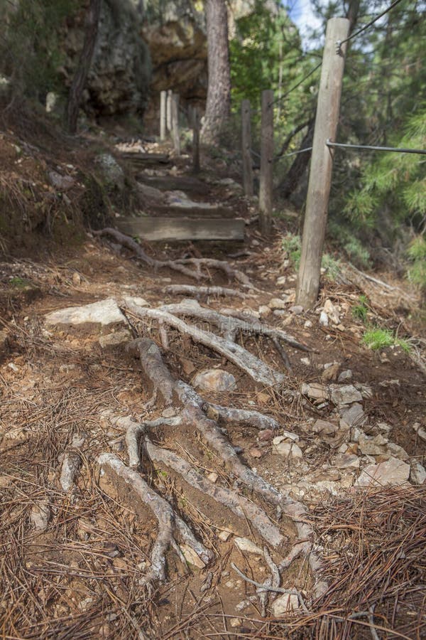 Roots Securing the Soil of Steep Path Stock Image - Image of ...