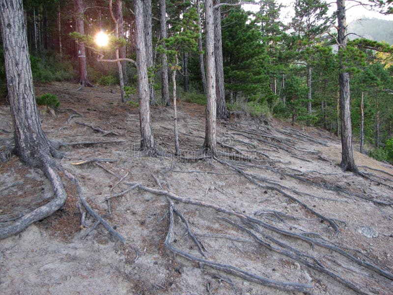 Roots stock photo. Image of roots, forest, plants, trees - 83791462