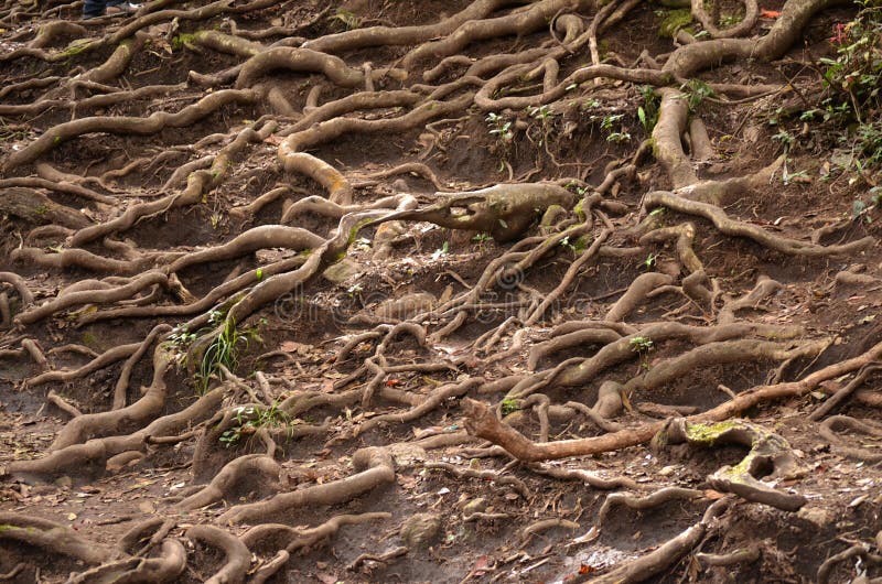 Roots Shown Outside the Mud Like Nerve Coming Out Stock Photo - Image ...