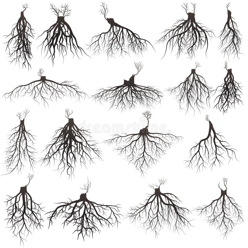 Set of tree roots stock vector. Illustration of season - 96230857 Set of tree roots stock vector. Illustration of season - 96230857
