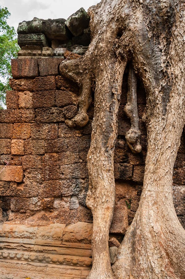 Roots Sitting on Stone Wall at Ta Prohm Stock Photo - Image of landmark ...