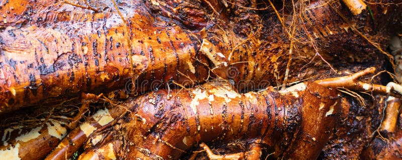 Roots Small and Big of a Natural Tree Plant. Tree Root Texture ...