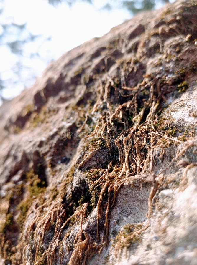 Roots stock image. Image of nature, macro, root, background - 124772715
