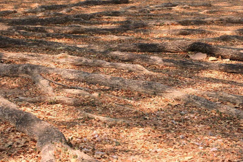 Roots in a Soil Background. Stock Image - Image of abstract, closeup ...