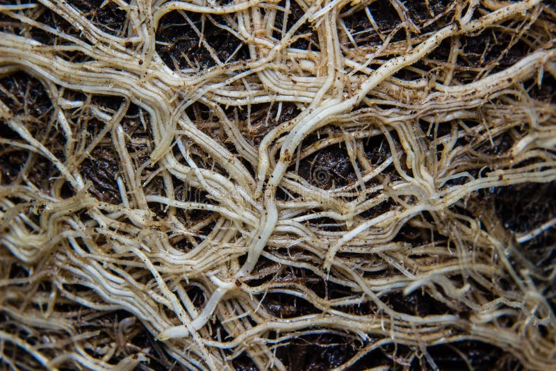 Roots and soil stock photo. Image of grow, growth, soil - 79630432