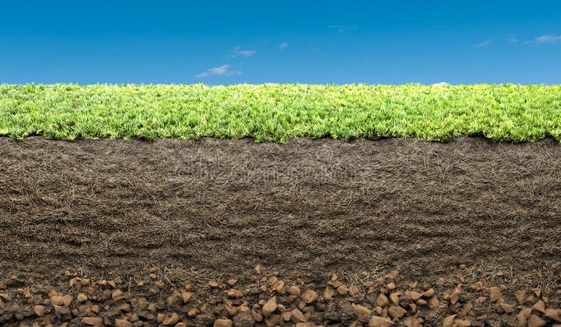 Roots and soil stock image. Image of roots, growth, grow - 56303847