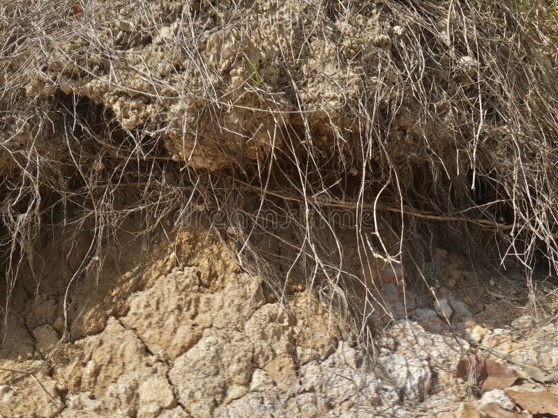 Roots and soil the hill stock image. Image of hillbro - 194629153